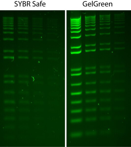 GelGreen® Nucleic Acid Stain 10000X DMSO | SCT124